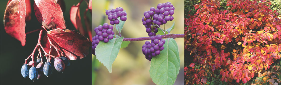 Year-Round Color - DesignNJ